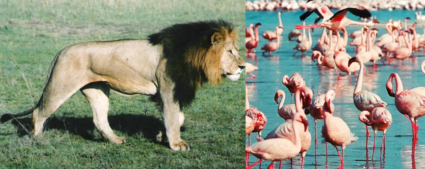 4 Day Nakuru Flamingo Lion Safari - Africa Inclusive